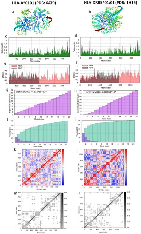 Md Simulation Of The Leishchim And Mhci Or Mhcii Complexes With Normal