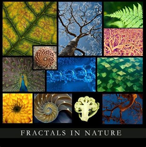 Pin By Joyce Wagner On S T E M Fractals In Nature Spirals In Nature