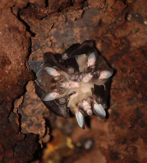 Vampire Bats And Ancient Voyage Wamc Podcasts