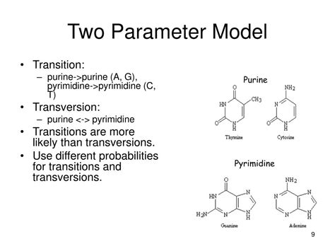 Ppt Cap5510 Bioinformatics Substitution Patterns Powerpoint Presentation Id 3307364