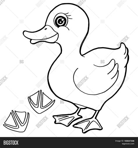 Duck Paw Print Vector And Photo Free Trial Bigstock