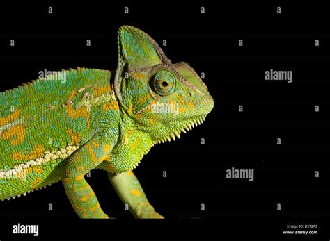 Veiled Chameleon Hd
