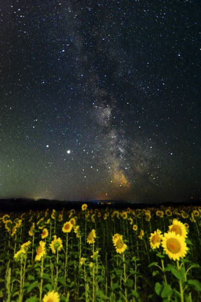 Sunflower Galaxy