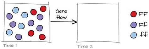 Exam Questions Bio 117 Flashcards Quizlet