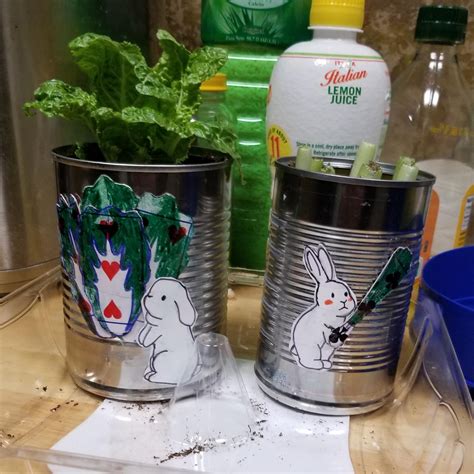 Regrowing Of Veggies Rgardening