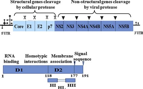 Processing Of Hcv Proteins And Hcv Core A Hcv Genome Encodes A Download Scientific Diagram