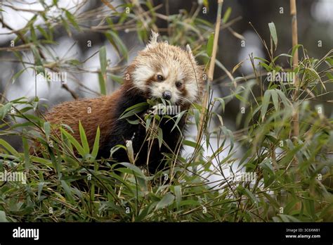 Western Red Panda Ailurus Fulgens Feeding On Bamboo Singalila