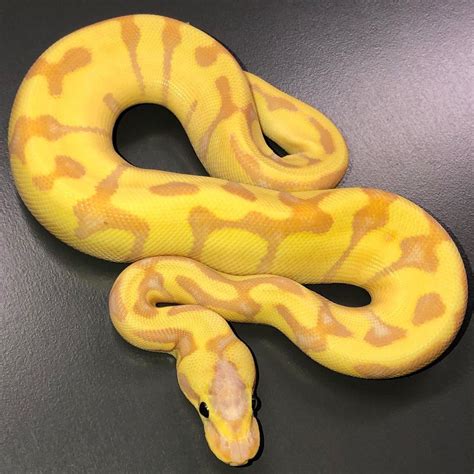 Super Enchi Banana Ball Python For Sale Bright Morph