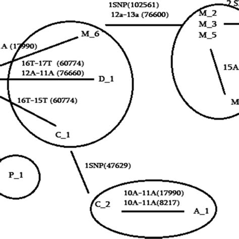 The Phylogenetic Scheme Based On Single Nucleotide Polymorphisms Snp