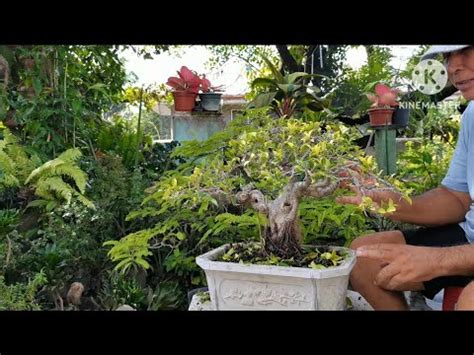 A Short Video Of A True Story Of A Bonsai Enthusiast In His Daily YouTube