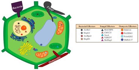 Fungal Effectoromics A World In Constant Evolution