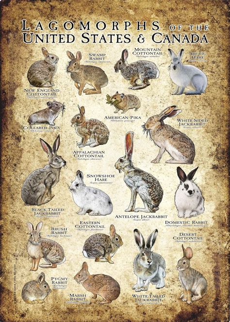 Lagomorphs Of The United States And Canada Poster Print Signed By
