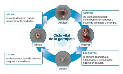 Ehrlichia Por Pcr