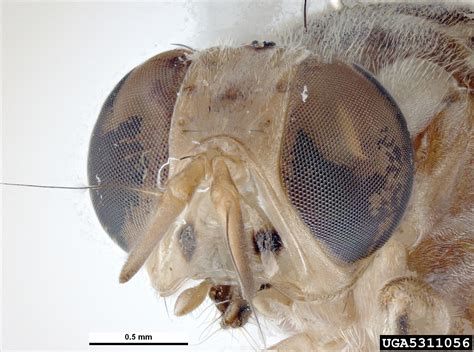 Melon Fly Characteristics At Seth Struth Blog