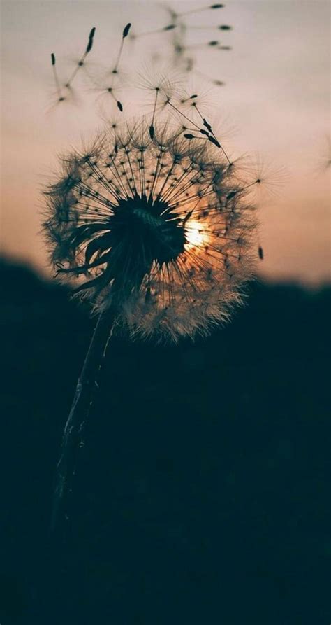 ლამაზი ფოტოები