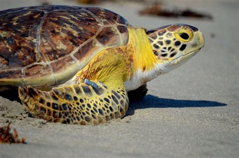 Unveiling The Secrets Of Sea Turtle Migration Loggerhead Marinelife