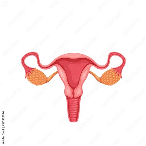 Female Reproductive System Vector Illustration Cartoon Isolated