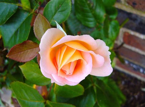 Rosebud