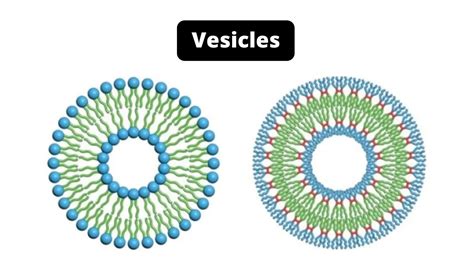 Cytoskeleton Definition Structure Functions Biology Notes Online
