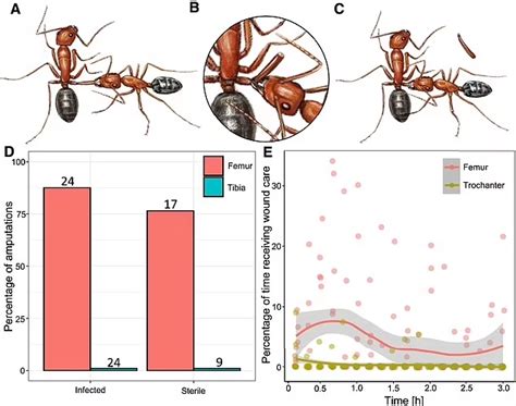 تصاویر مورچه‌ها؛ جراحان کوچک طبیعت که جان همنوعان خود را نجات می‌دهند