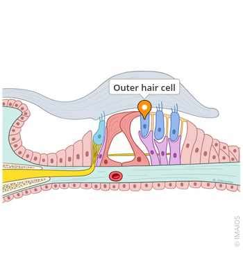 Outer Hair Cell E Anatomy Imaios