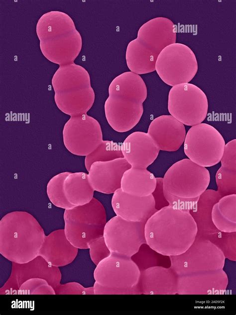 Coloured Scanning Electron Micrograph Sem Of Staphylococcus Epidermidis Gram Positive