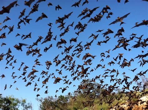 13 Awesome Facts About Bats Us Department Of The Interior