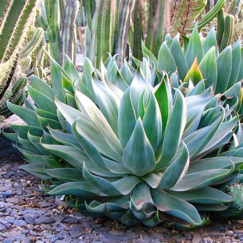 How To Propagate Blue Flame Agave At Julie Lundy Blog