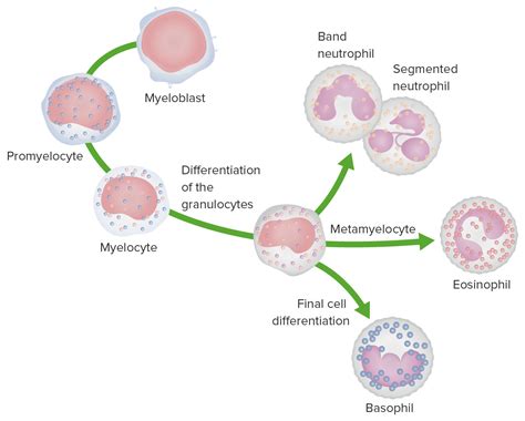 Leukocytes Histology