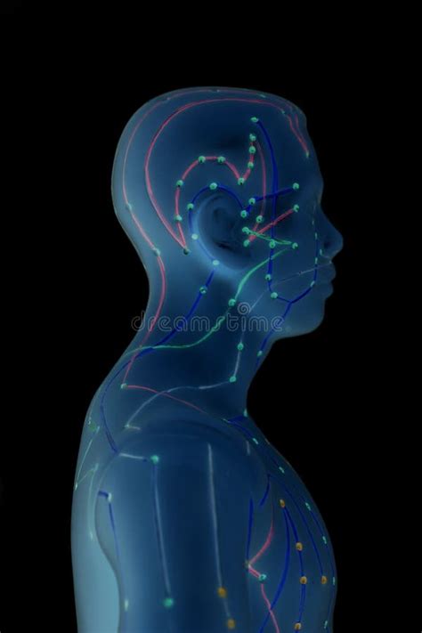Medical Acupuncture Model of Human Stock Image - Image of biology ...