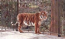 Caspian Tiger Wikipedia