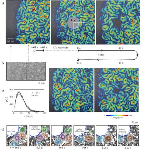 Creation And Dissolution Of An Active Passive Interphase Boundary In A Download Scientific
