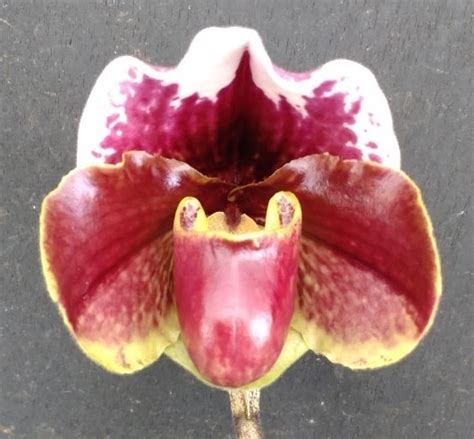 Yahoo オークション 【北軽ガーデン】 パフィオ Paph Valwin X Hilo