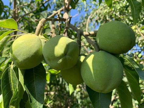 Buy White Sapote Trees Delivered To Your Door Ross Creek Tropicals