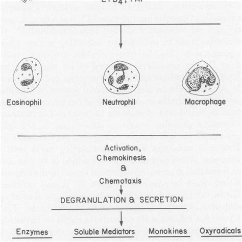 Schematic Representation Of The Stimulants And Products Of Phagocyte