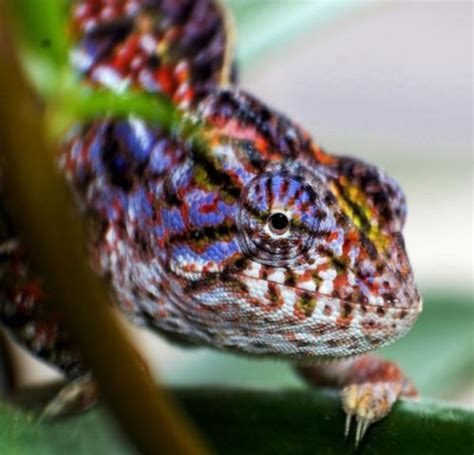 Chess Player Brianlaallen Brian Lance Allen From Las Vegas Nv United