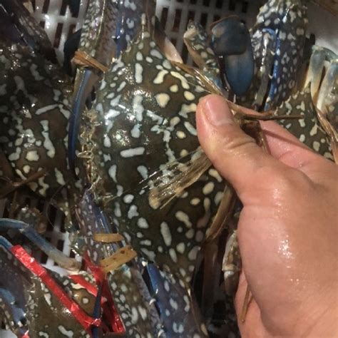 现在蓝花蟹价格多少钱一斤？ 惠农网