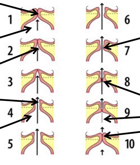 Anatomy Exam 2 Vertical Phase Difference Diagram Quizlet