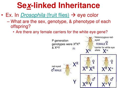 Ppt Unit 6 Genetics And Heredity Ch 8 Heredity And Ch 11 Human