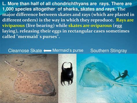 The Non Bony Fishes Ppt Download