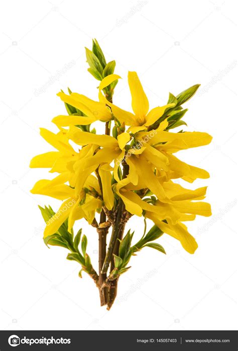 개나리 꽃 봄 꽃 흰색 절연 — 스톡 사진 © Liligraphie 145057403