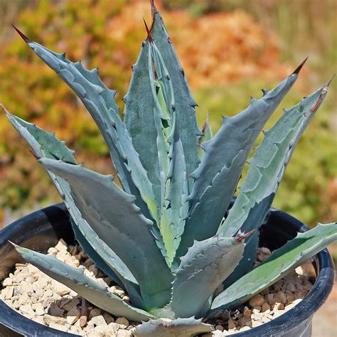 Shop Century Plant Agave Americana Care And Growing Guide Planet