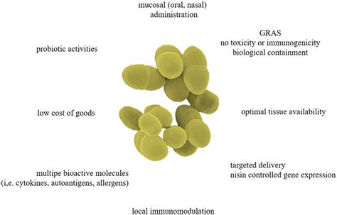 Streptococcus Lactis Colony Morphology