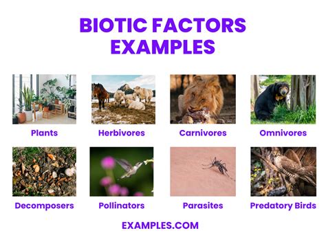 Biotic Factors Examples Pdf How To Identify