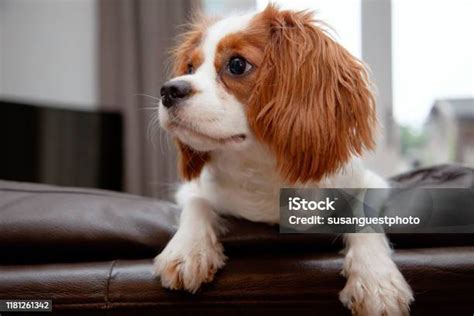 소파 꼭대기에 기대어 있는 카발리에 킹 찰스 스패니얼 강아지 0명에 대한 스톡 사진 및 기타 이미지 0명 가축 갈색 Istock