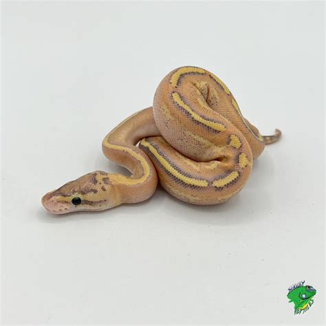 Ball Python Hatchling