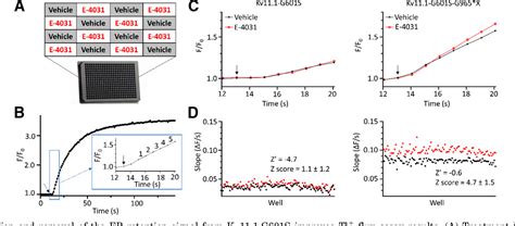 Figure 1 From A High Throughput Screening Assay To Identify Drugs That Can Treat Long Qt