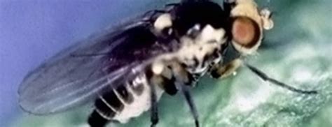 Cisr Pea Leafminer Center For Invasive Species Research