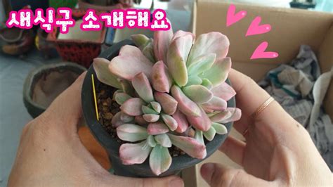 기분전환 소소하게 데려온 다육이와 화분 언박싱 Youtube