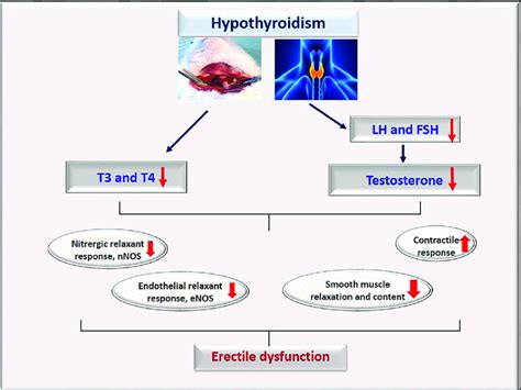 Schematic Diagram Of The Possible Effects Of Hypothyroidism On Erectile Download Scientific